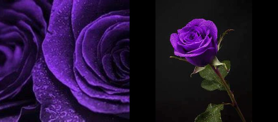 Quelle est la signification de la rose violette et comment l'entretenir ...