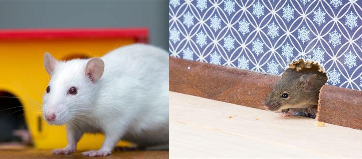 Quelle est la signification spirituelle et symbolique d'une souris qui rentre dans la maison ...